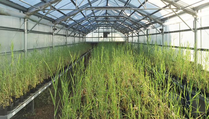 Jim Cronin - The Biogeography of Invasive Plant-Soil Feedbacks and ...